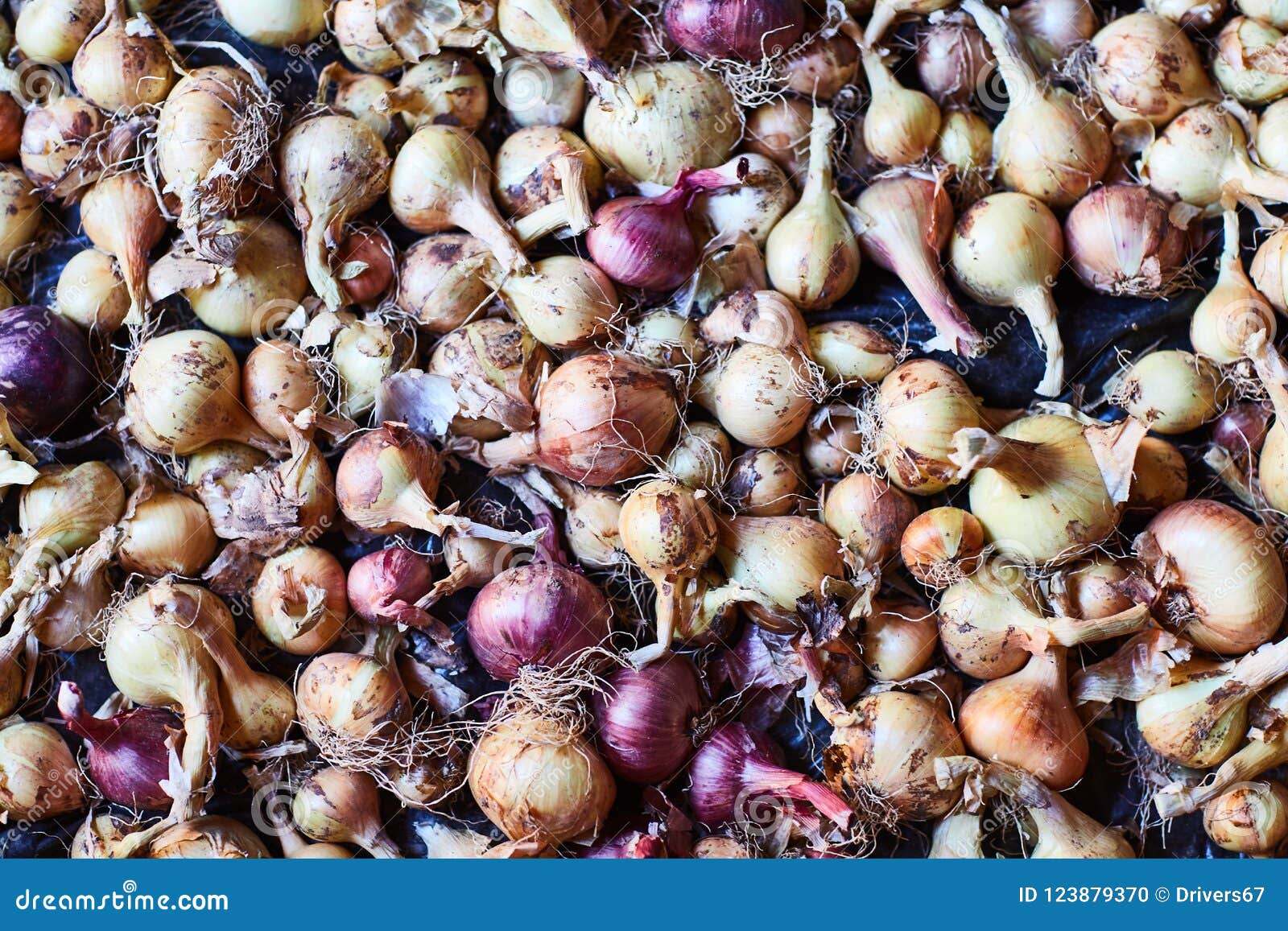 Scattered Bulbs. Drying of the Bulbs Stock Photo - Image of beautiful ...