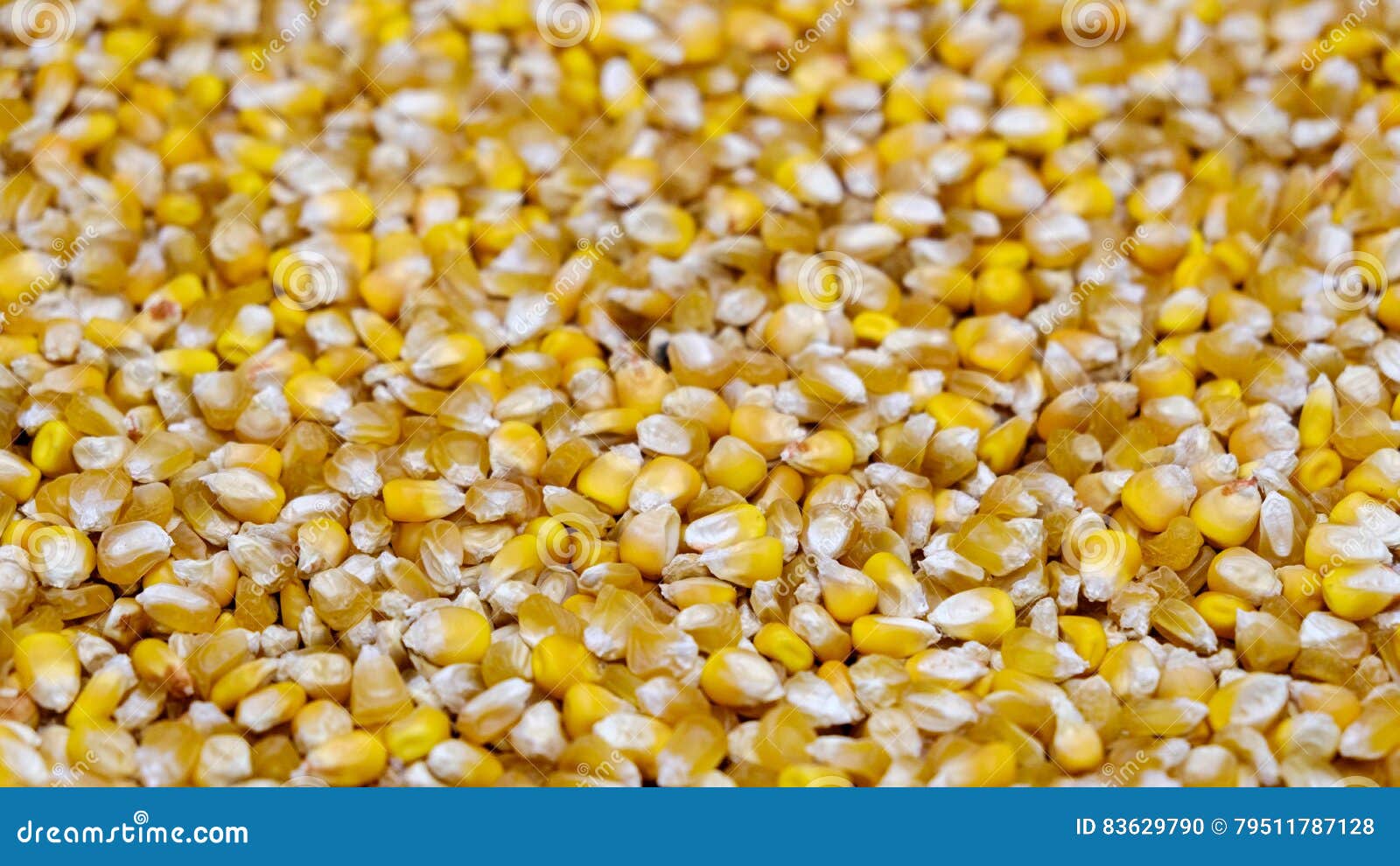 Scattered corn Seeds stock photo. Image of nature, cultivation - 83629790