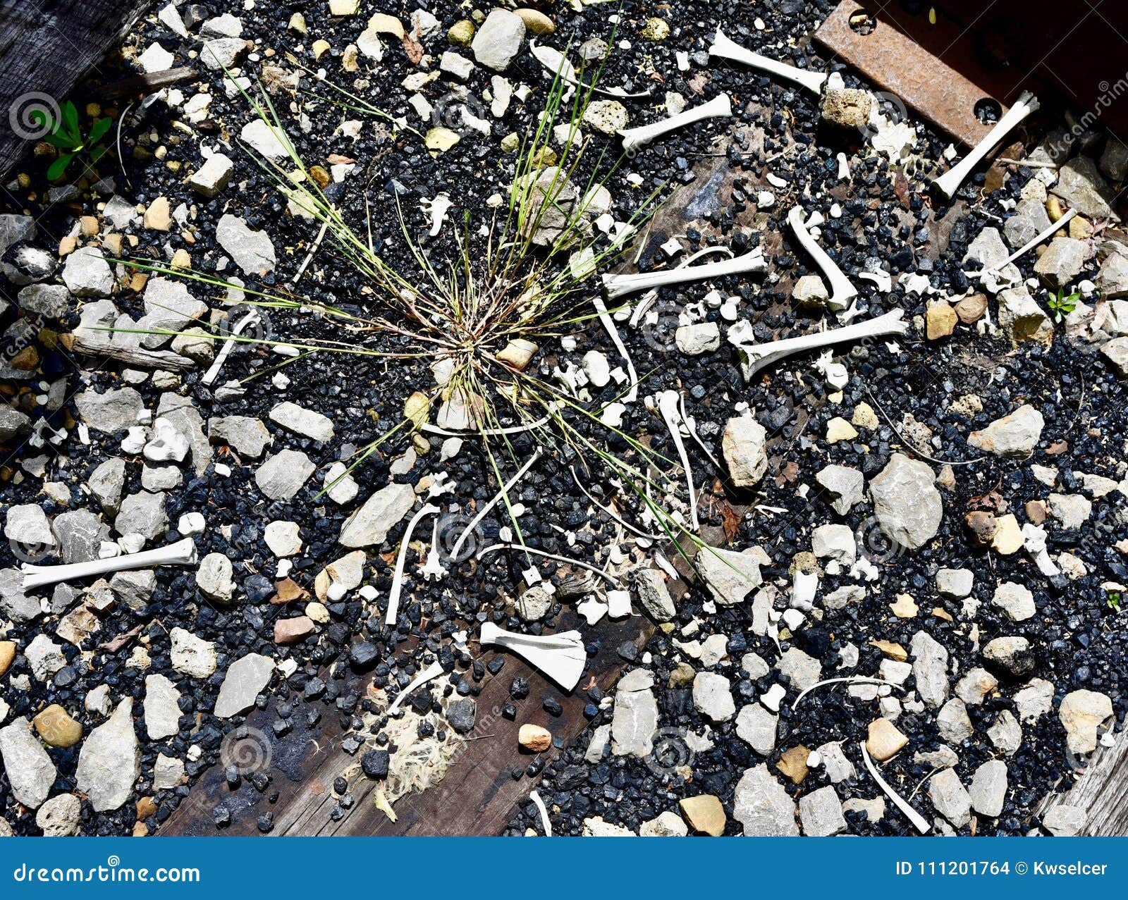 Scattered Deer Bones Alongside Railroad Tracks Stock Photo - Image of ...