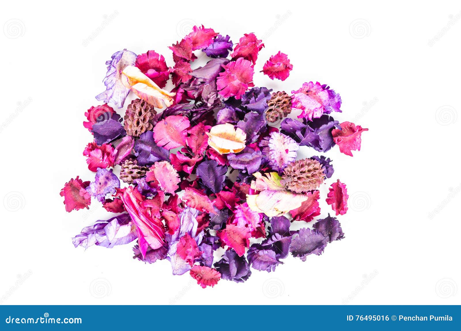 Scattered Dried Parts of Plants and Flower. Stock Photo - Image of ...