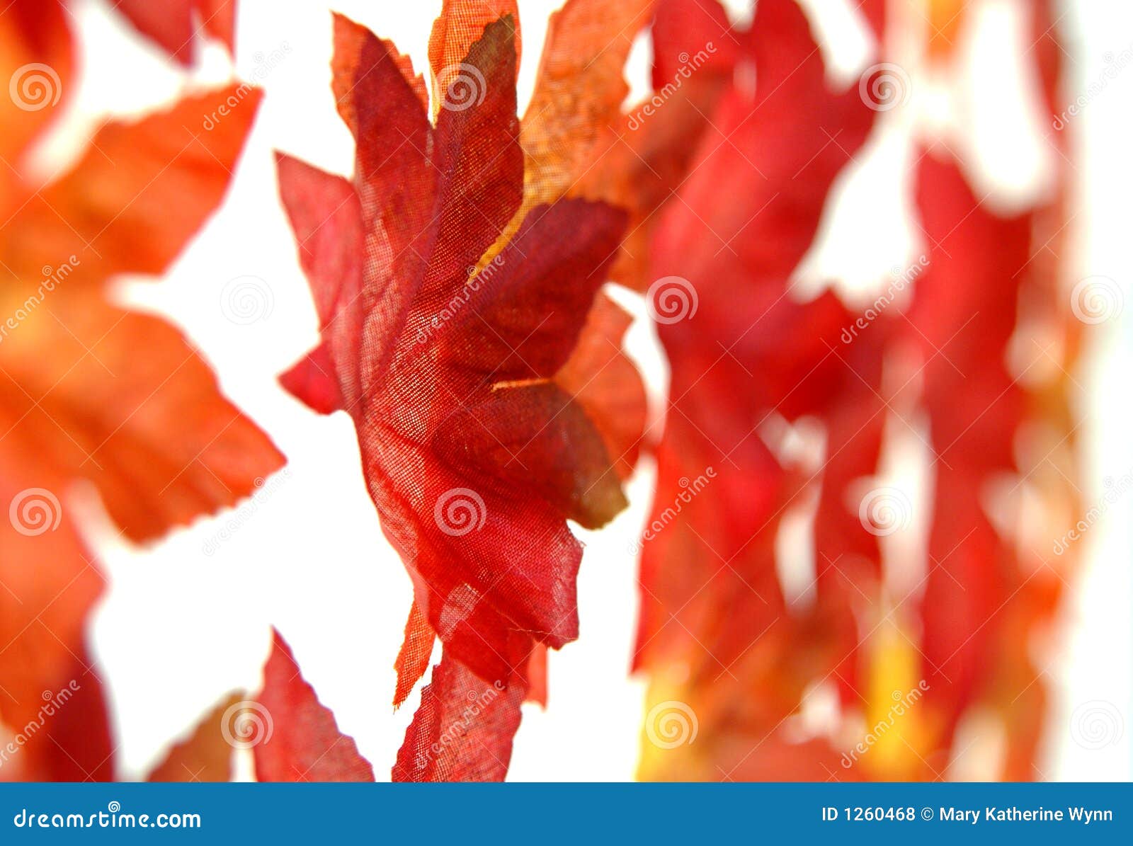 Scattered fall leaves stock photo. Image of leaves, season - 1260468