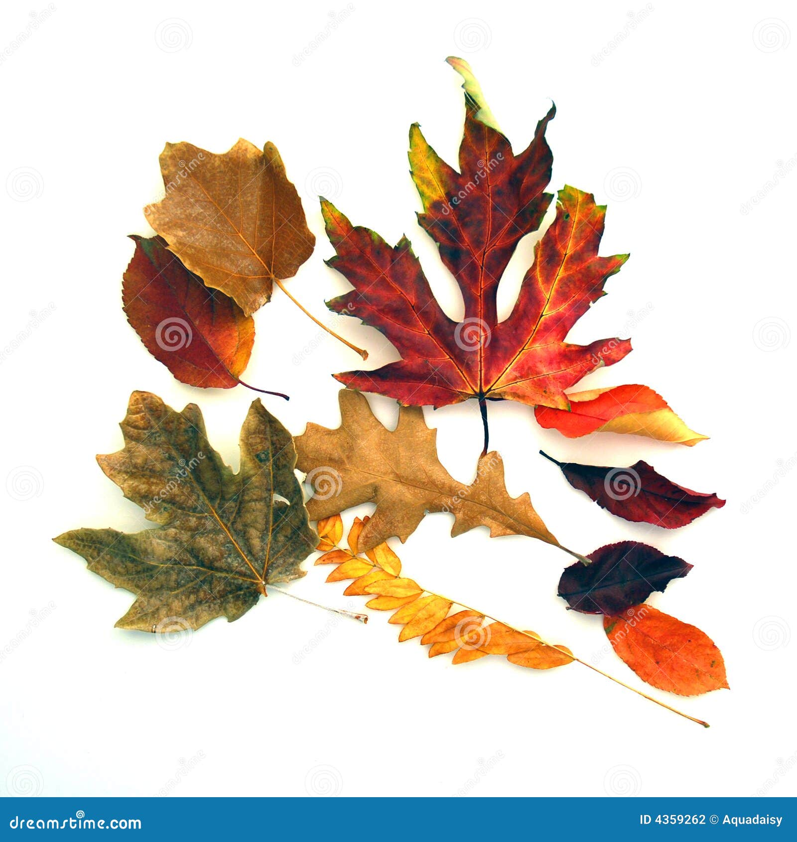Scattered Fall Leaves stock photo. Image of orange, white - 4359262