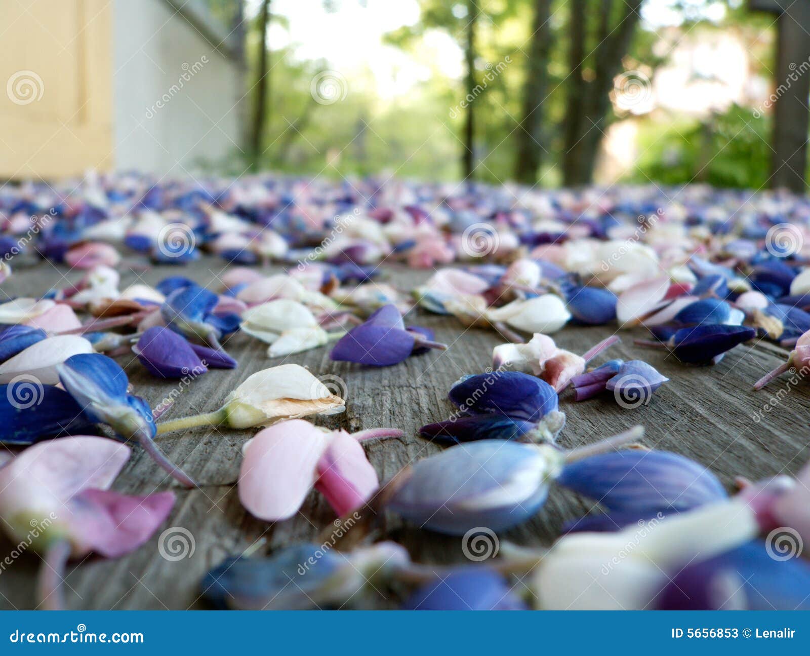 Scattered flowers stock image. Image of legumes, purple - 5656853