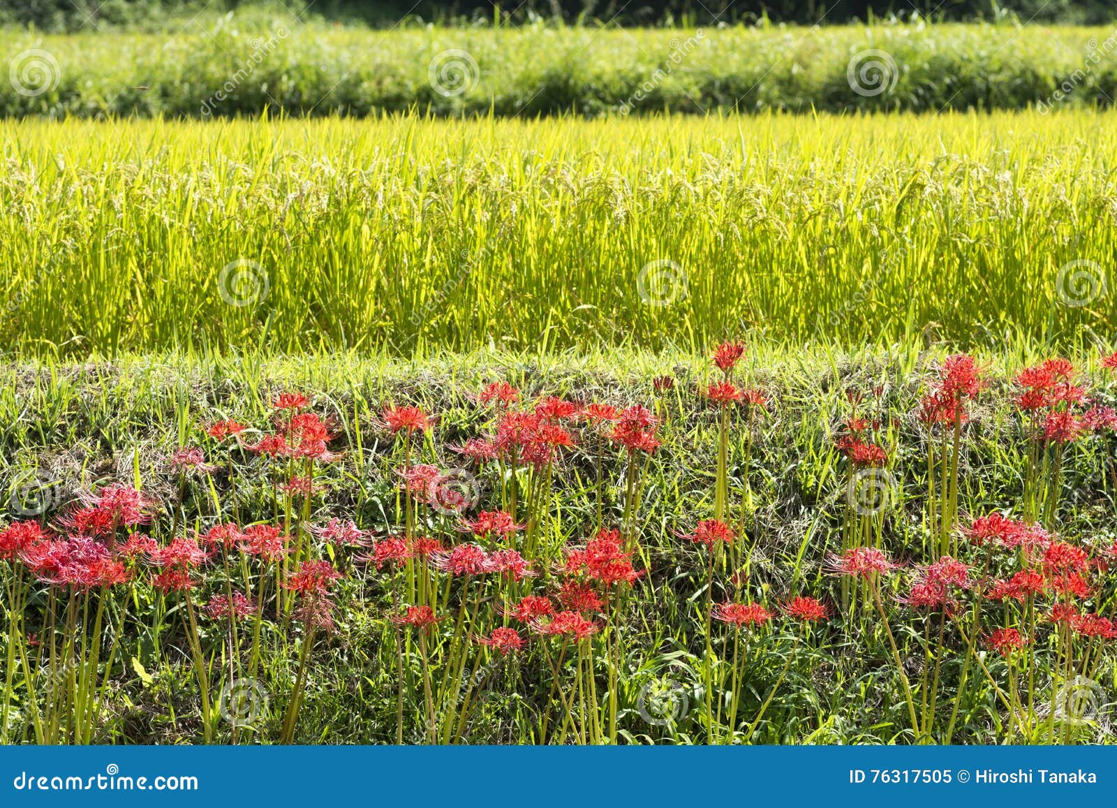 Scattered flowers stock image. Image of botanical, fall - 76317505
