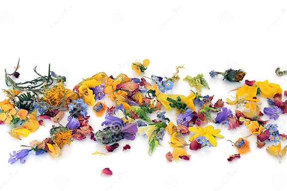 Scattered Flowers and Herbs Stock Image - Image of primrose, seasonal ...