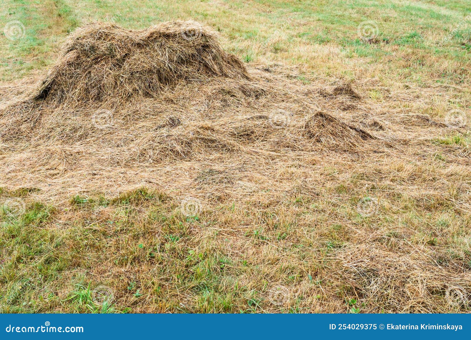 Scattered Hay Bale on Mowed Meadow after Rain Stock Image - Image of ...
