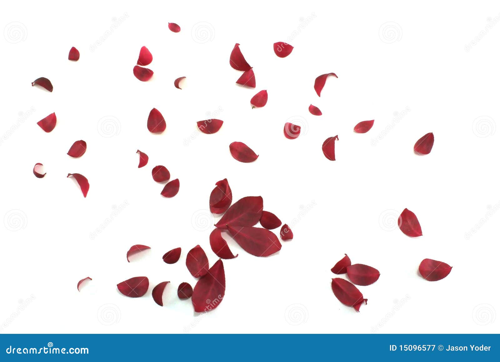 Scattered Leaves stock image. Image of dispersed, fall - 15096577