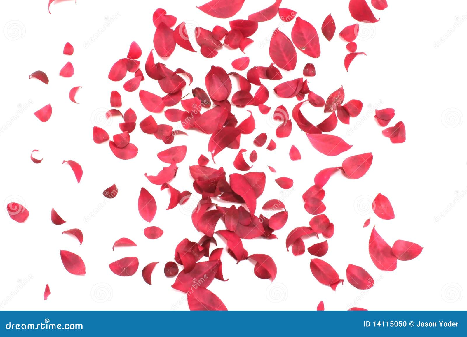 Scattered Leaves on White stock photo. Image of leaves - 14115050