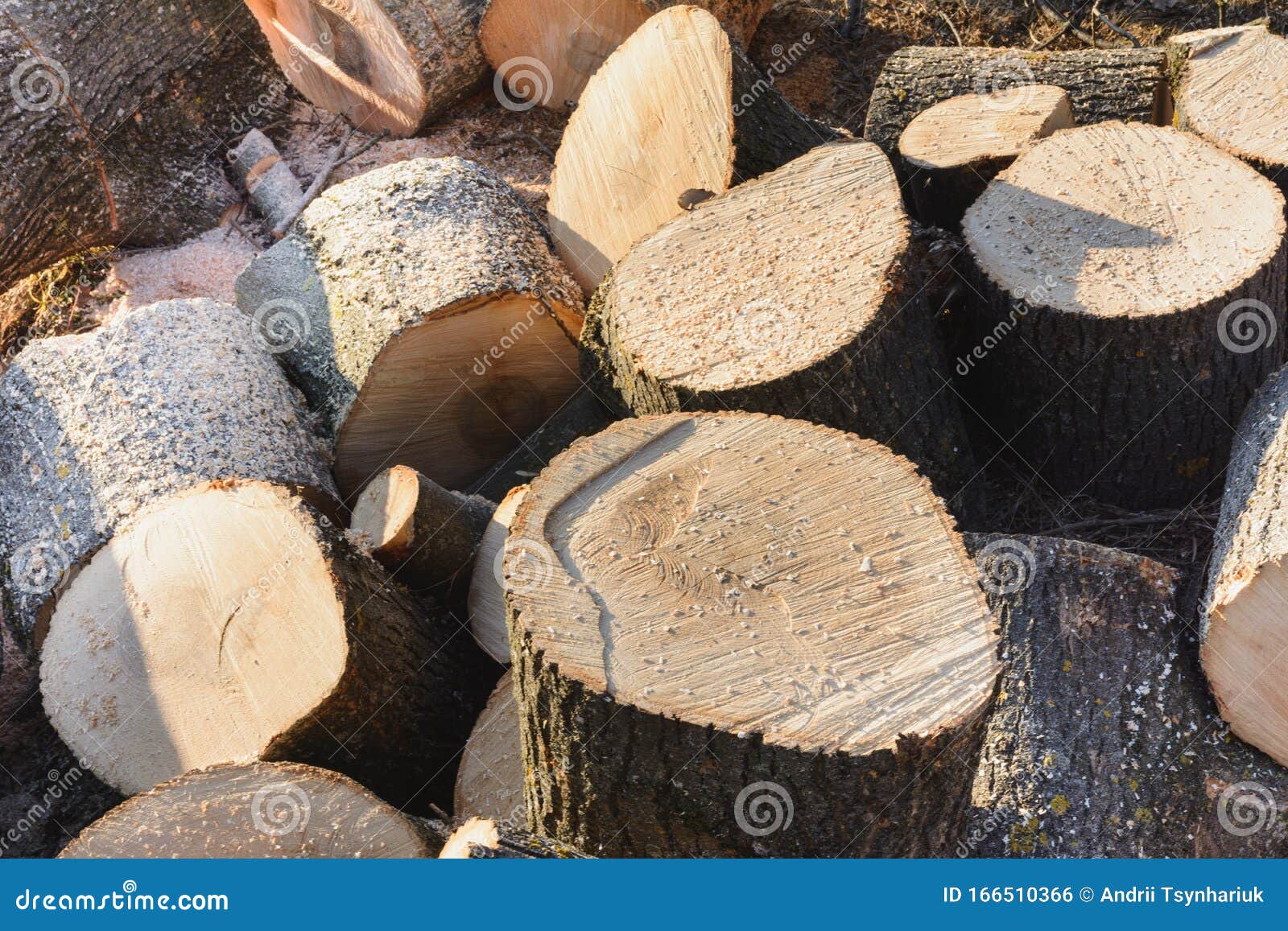 Scattered Logs are Scattered, Freshly Cut Wood is Cut on the Stump ...