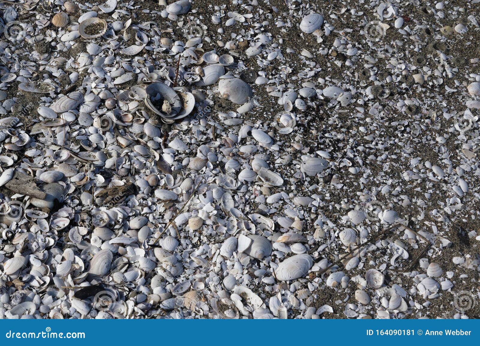 Scattered Mussel Shells on the Beach Stock Image - Image of halved ...