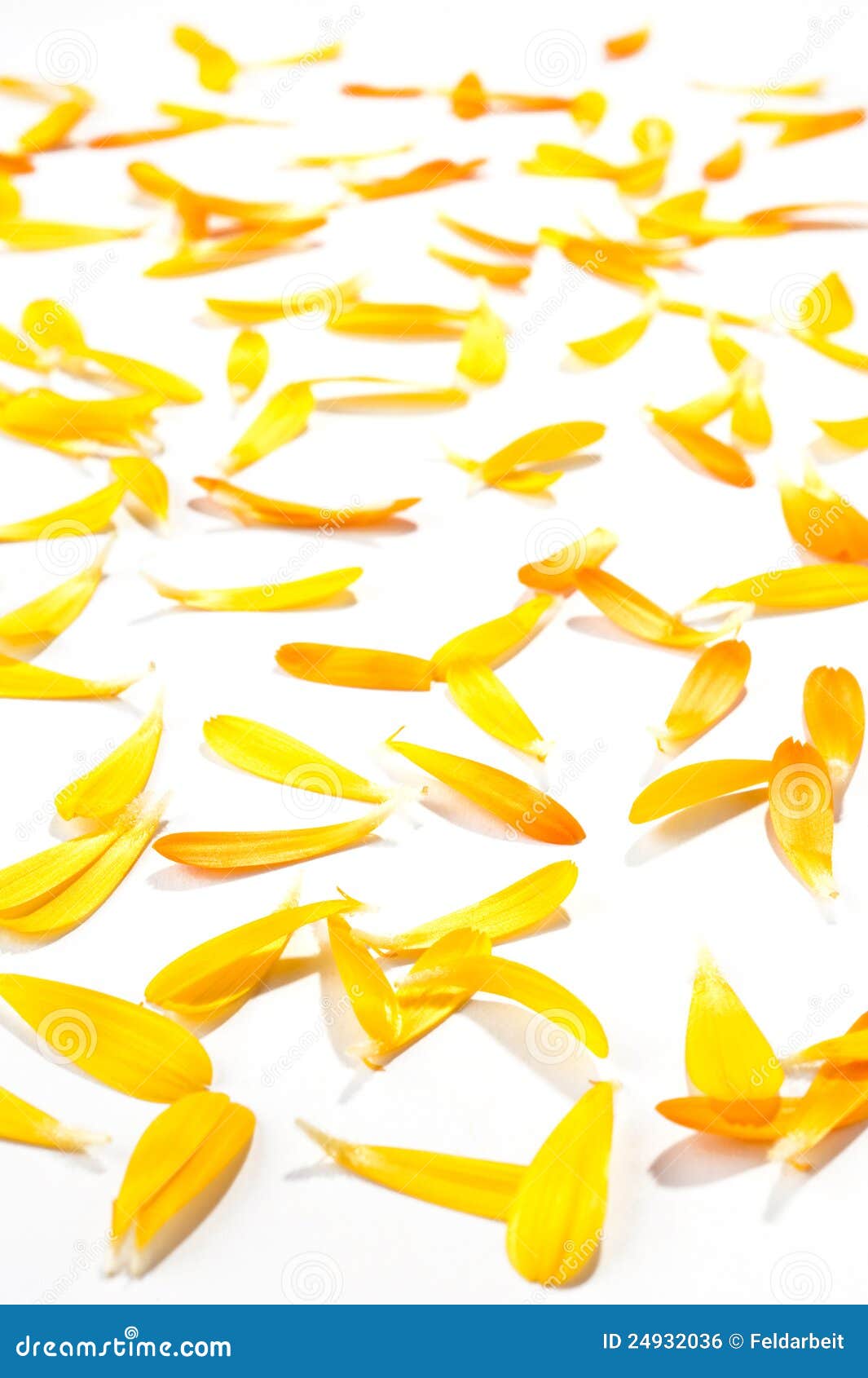 Scattered petals stock photo. Image of close, strewn - 24932036