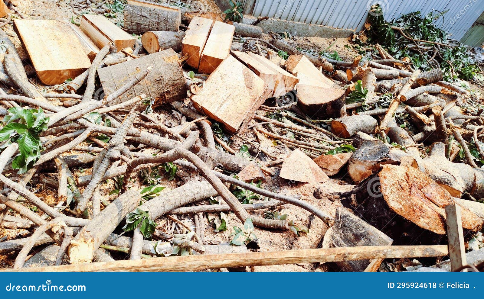 Scattered Pieces of Wood and Fallen Tree Branches Stock Photo - Image ...