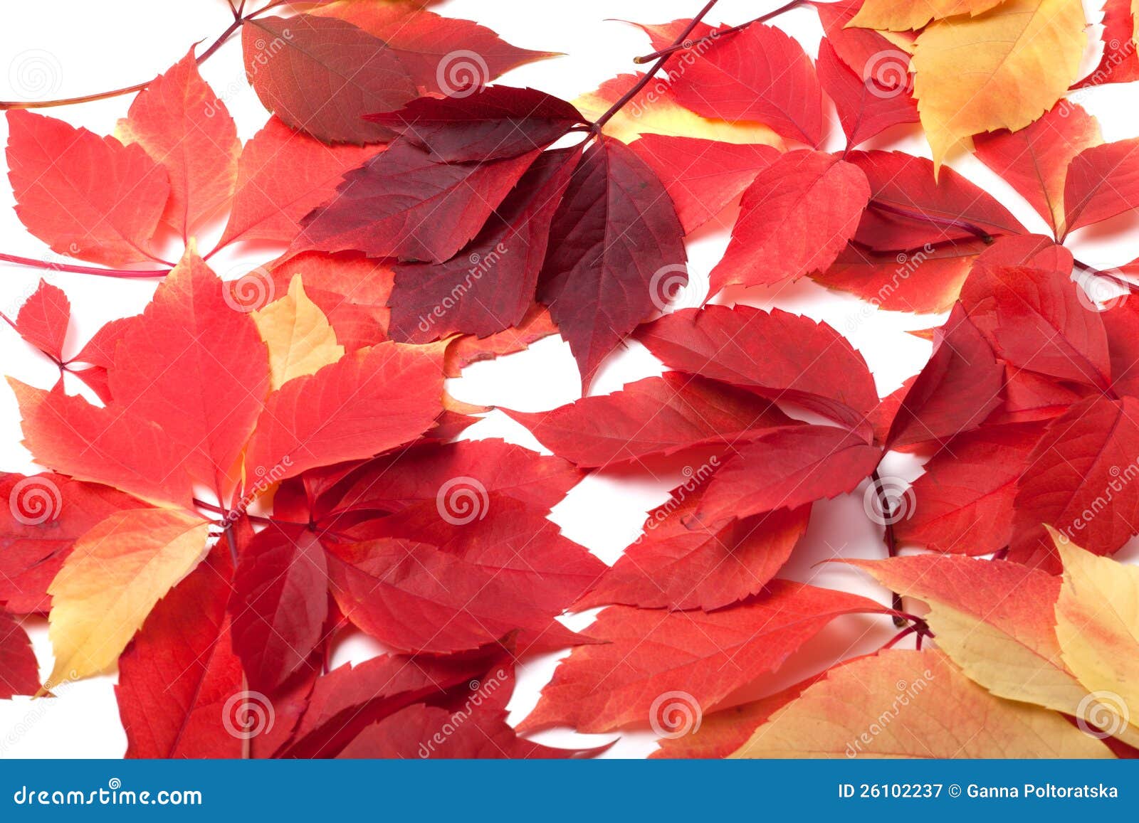 Scattered Red Autumn Leaves Stock Image - Image of background, fade ...