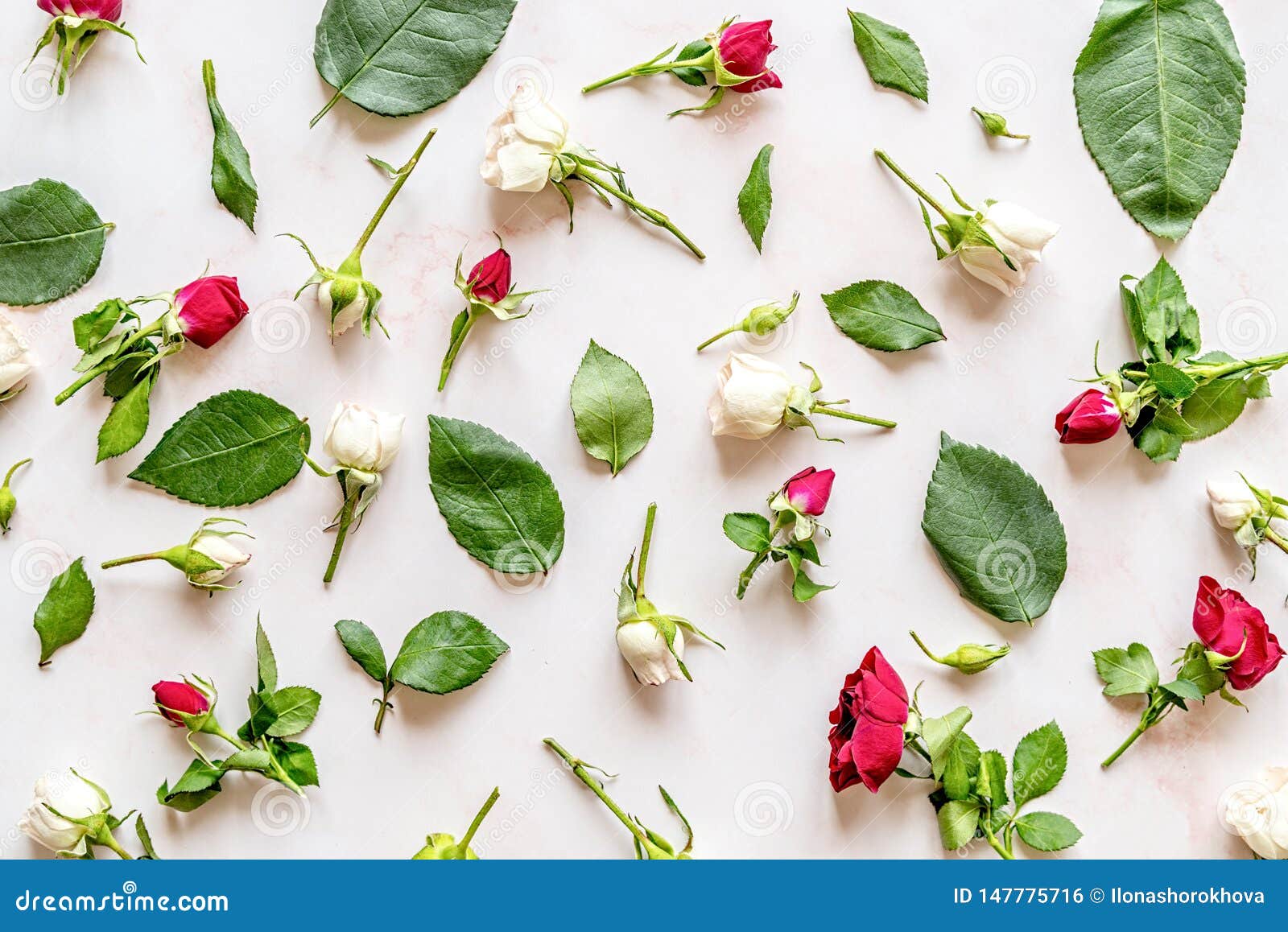 Scattered Rose Flowers on Light Marble Background Flat Lay Top View ...
