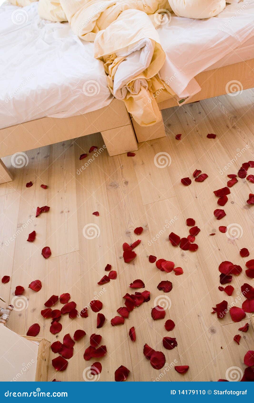 Scattered rose petals stock photo. Image of decayed, morning - 14179110