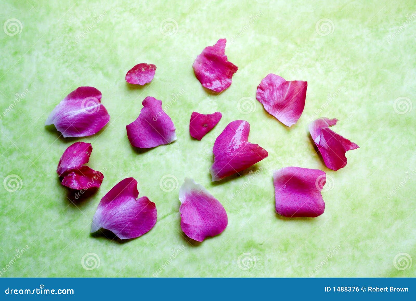 Scattered rose petals stock photo. Image of fragrance - 1488376