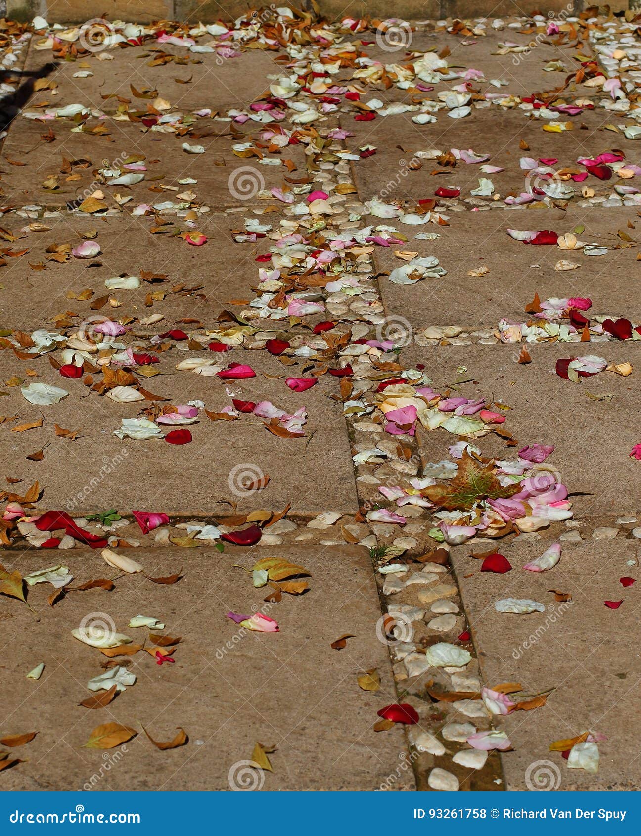 Scattered rose petals stock photo. Image of scattering - 93261758