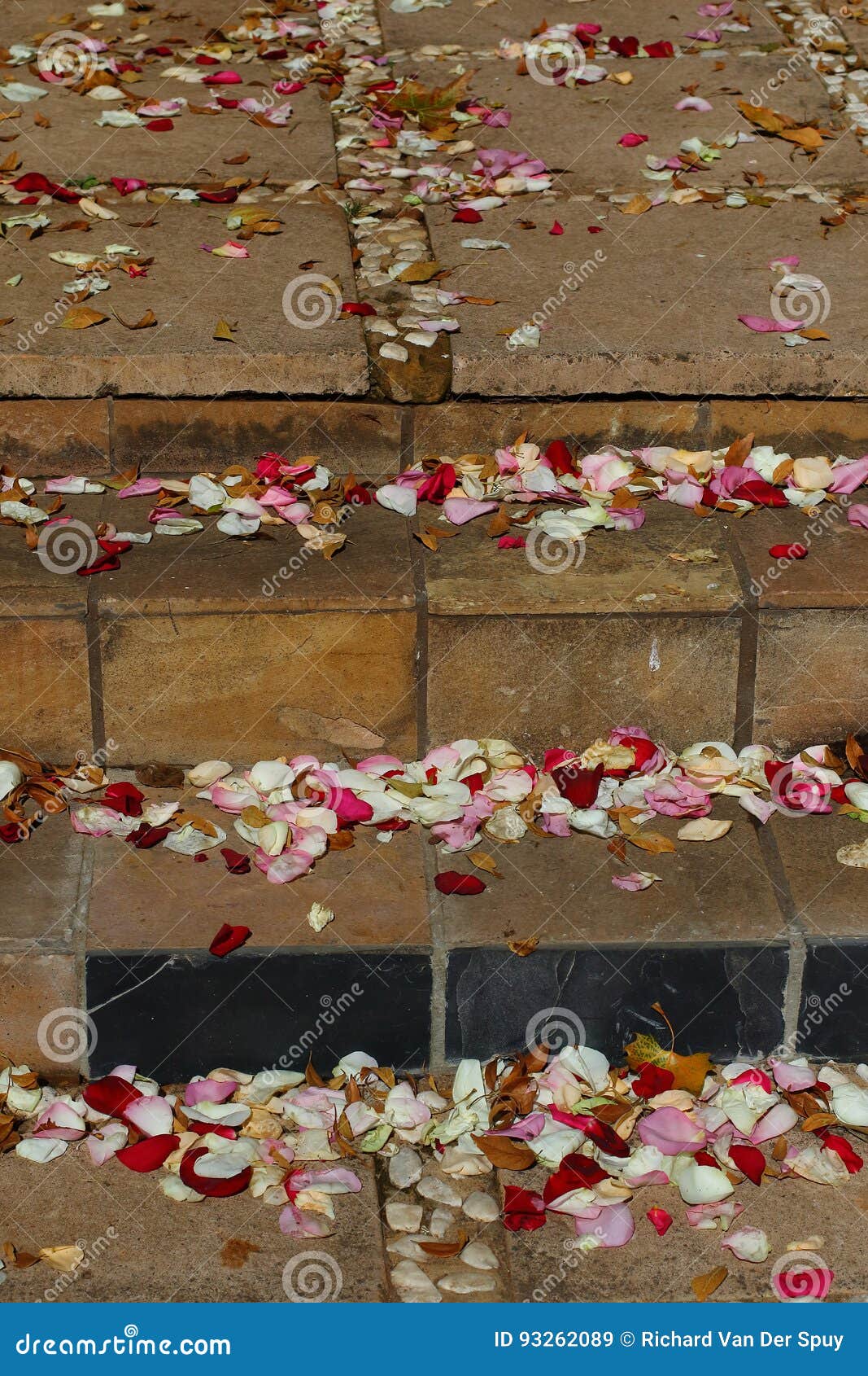 Scattered rose petals stock image. Image of scattering - 93262089
