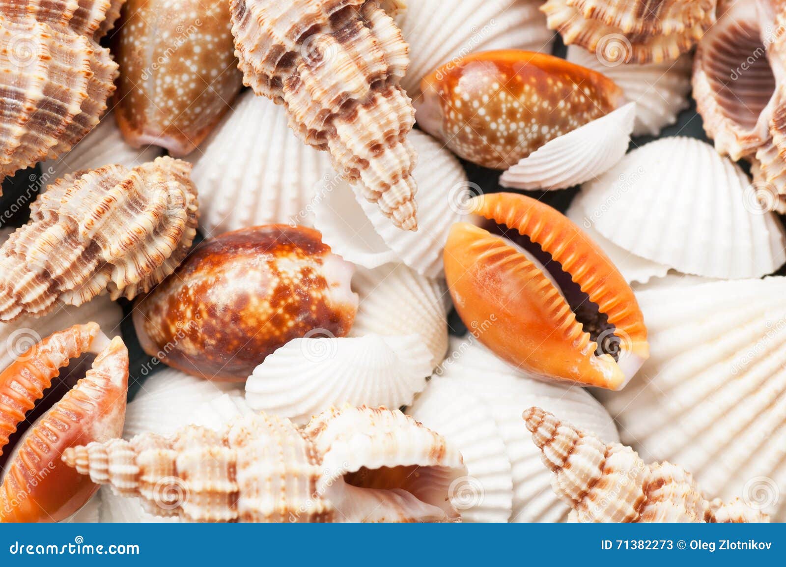 Scattered Sea Shells Closeup Background, Top View Stock Image - Image ...