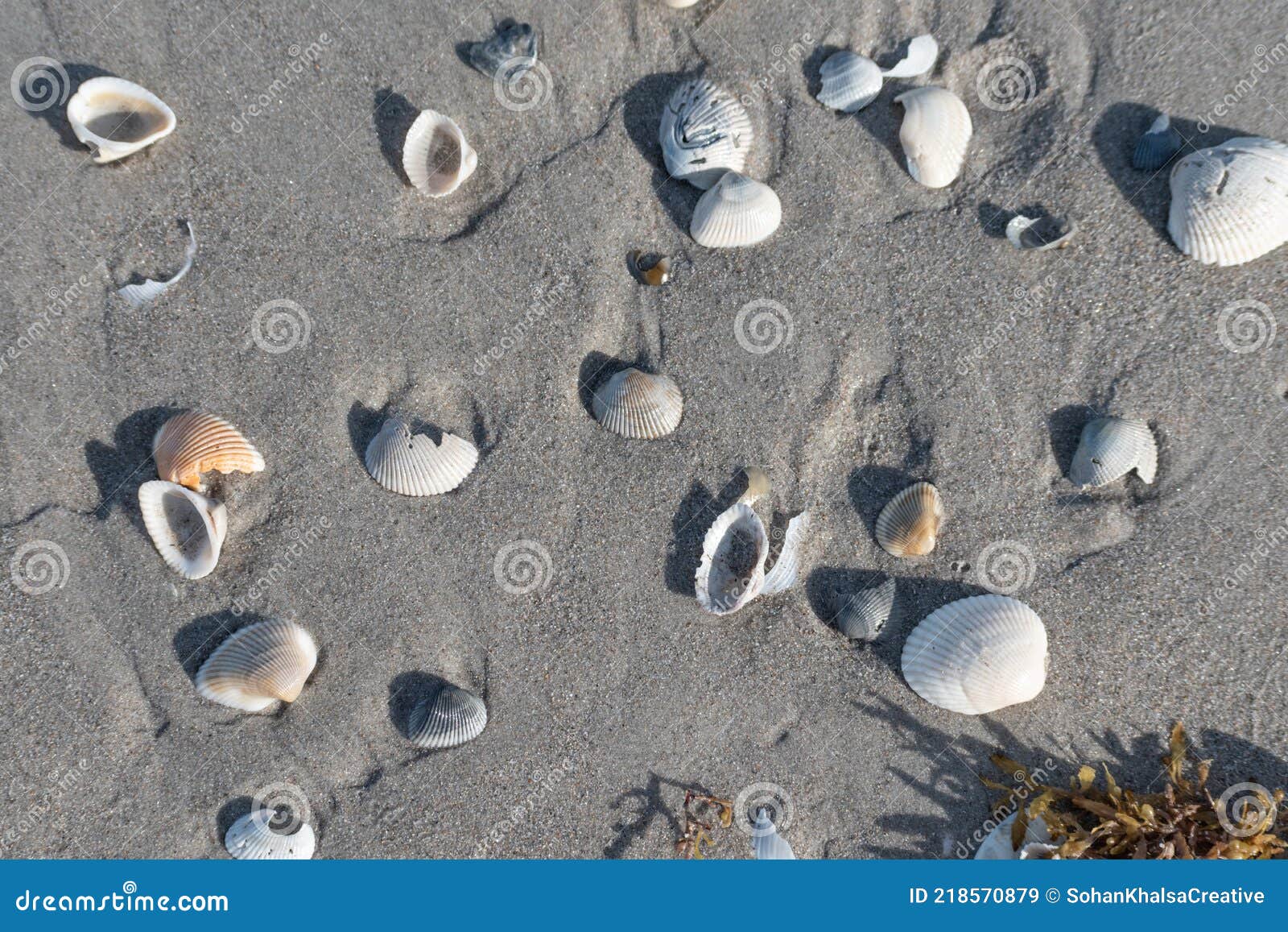 Scattered Seashells on Shore Stock Image - Image of landscape, beach ...