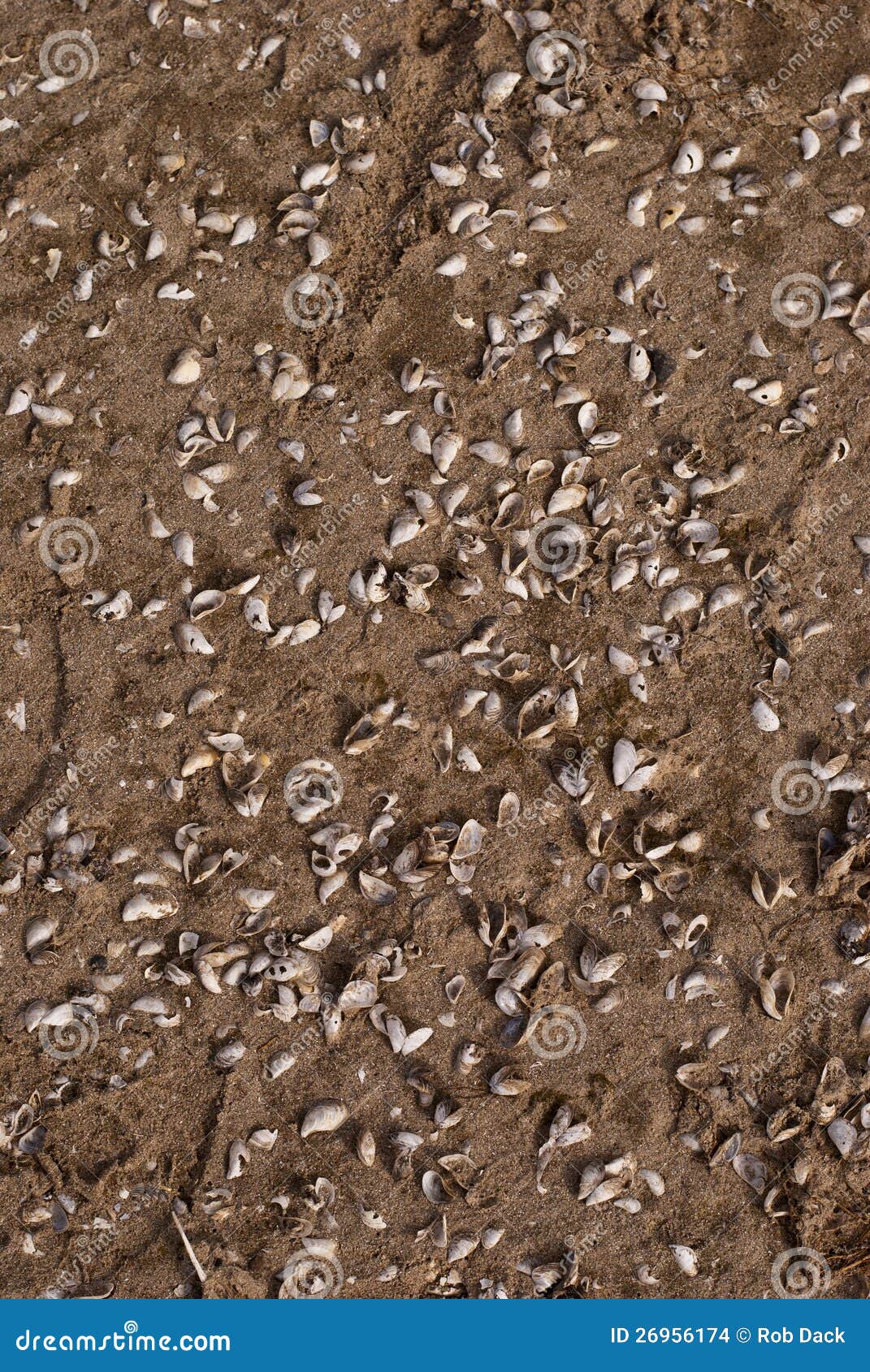 Scattered Shells on the Beach Stock Photo - Image of summer, travel ...