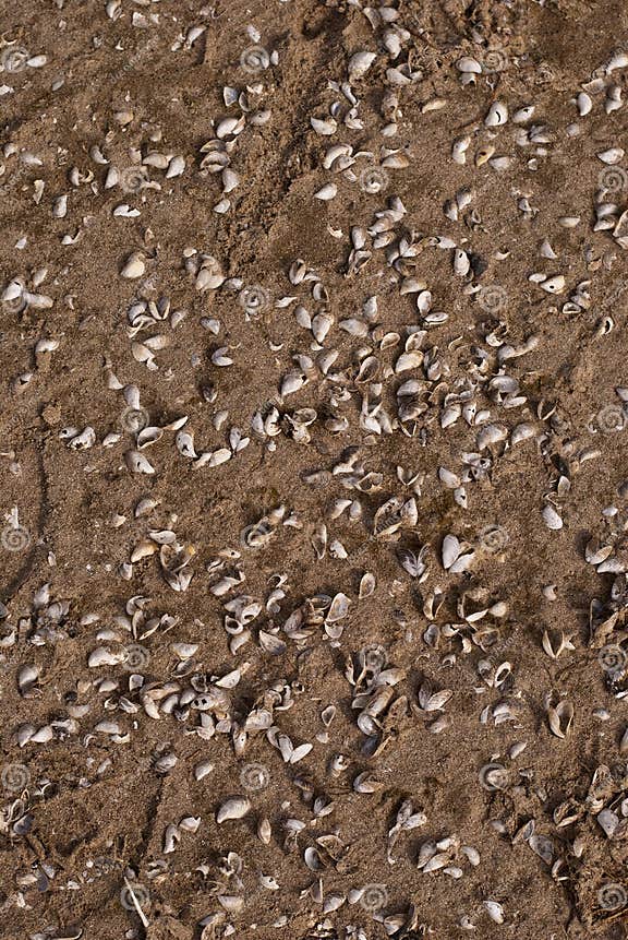 Scattered Shells on the Beach Stock Photo - Image of summer, travel ...