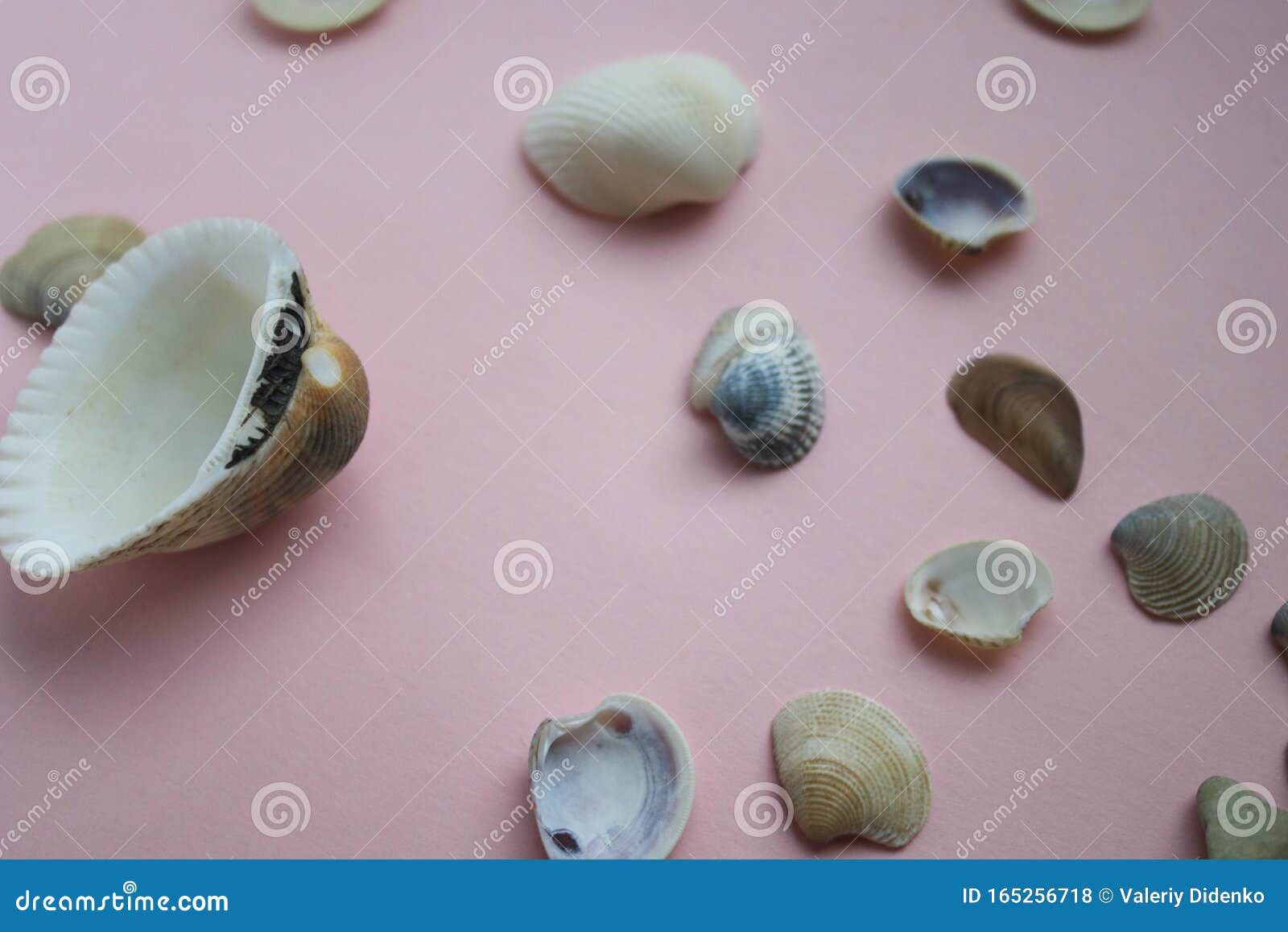 Scattered shells stock photo. Image of natural, close - 165256718