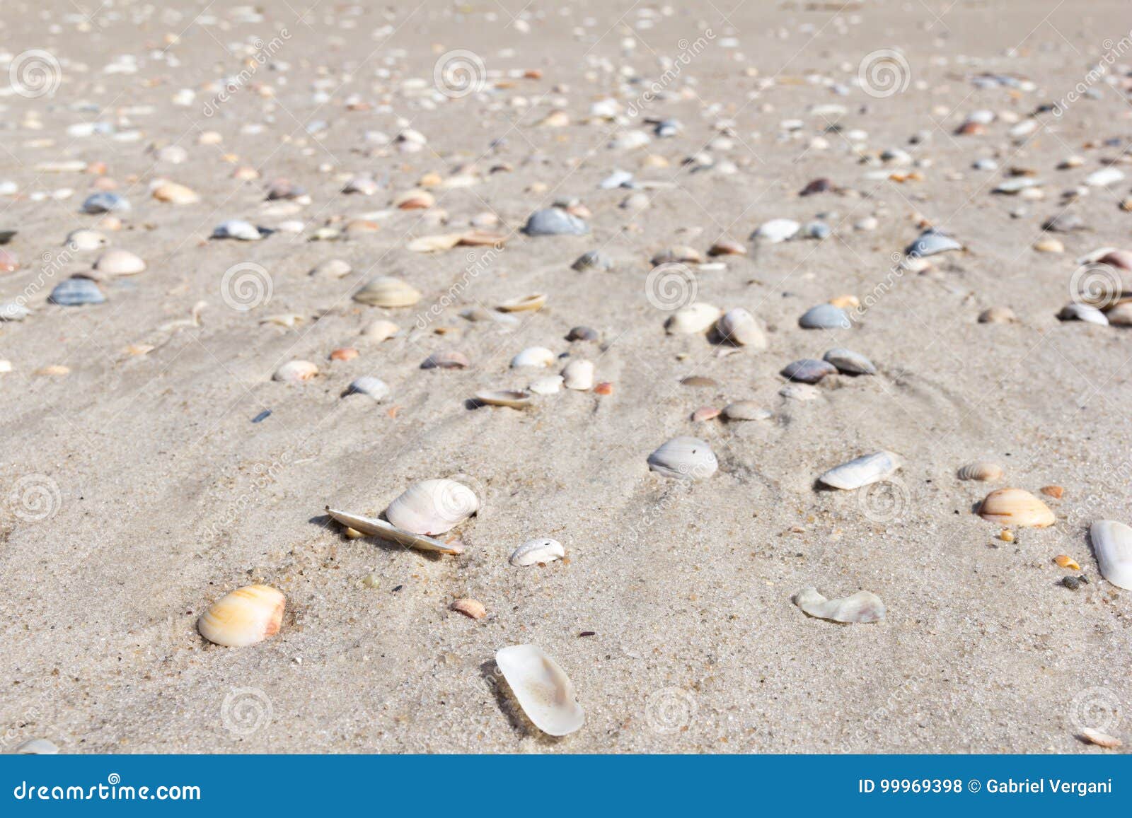 Scattered Shells in the Sand on the Beach. Stock Photo - Image of beach ...