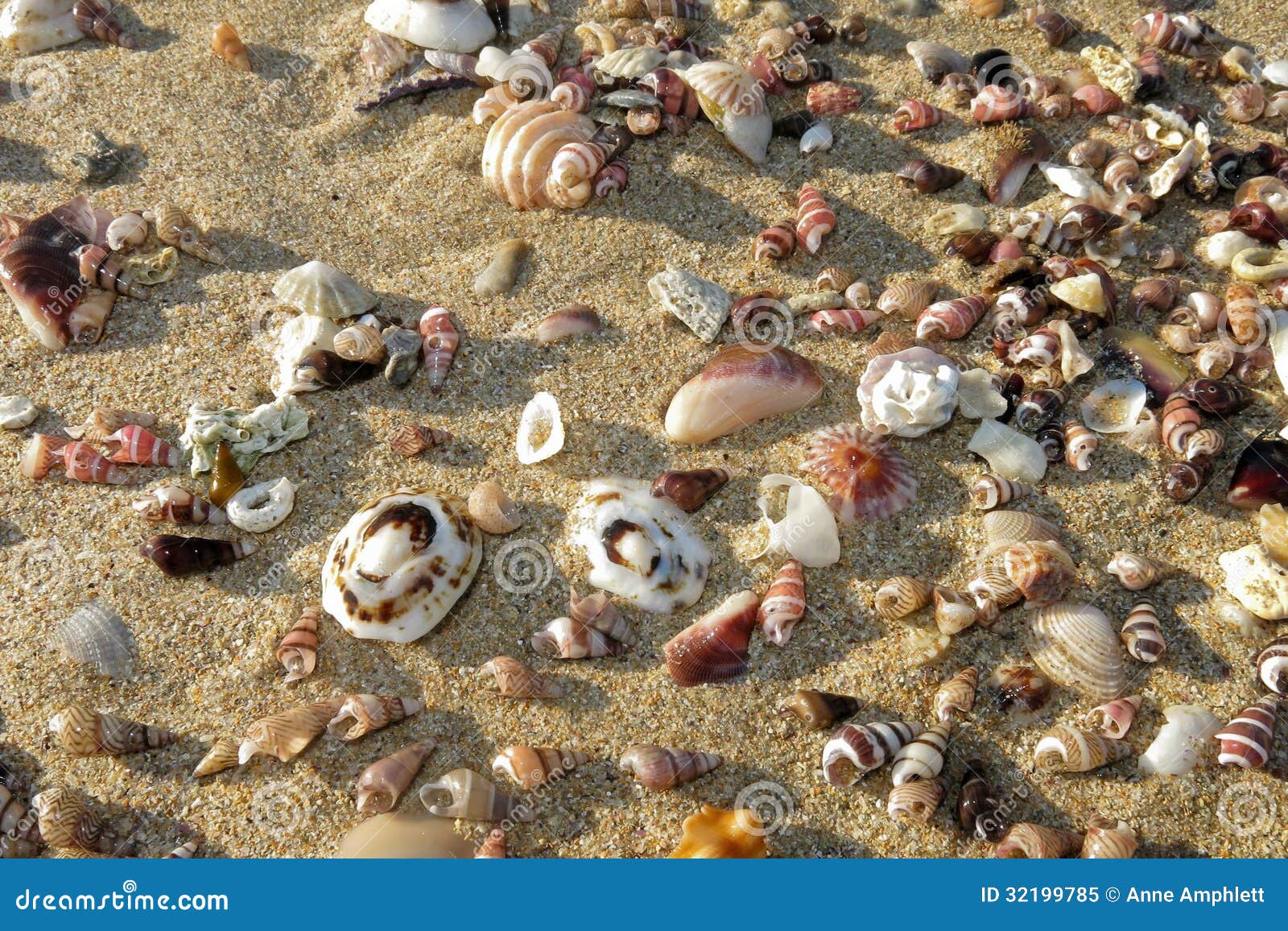 Scattered shells on sand stock image. Image of leisure - 32199785