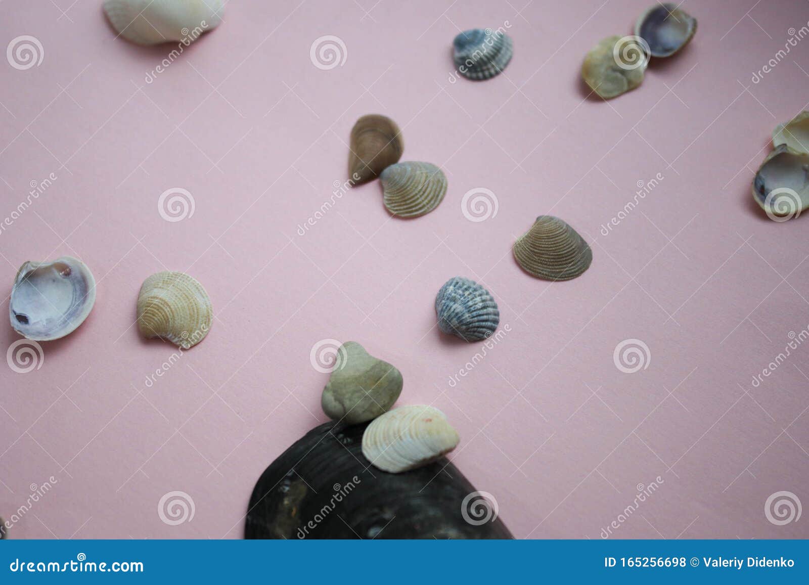 Scattered shells stock photo. Image of abstract, marine - 165256698