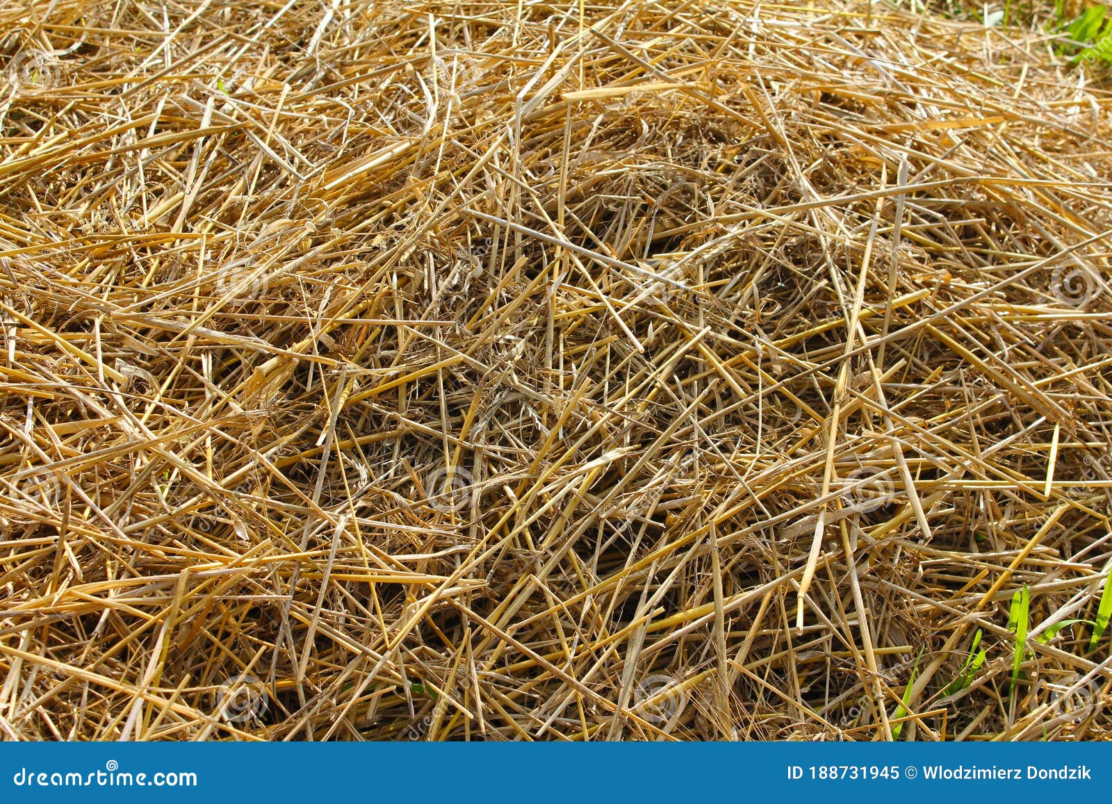 Raw. Scattered Straw after Harvest, Renewable Source of Biomass Stock ...
