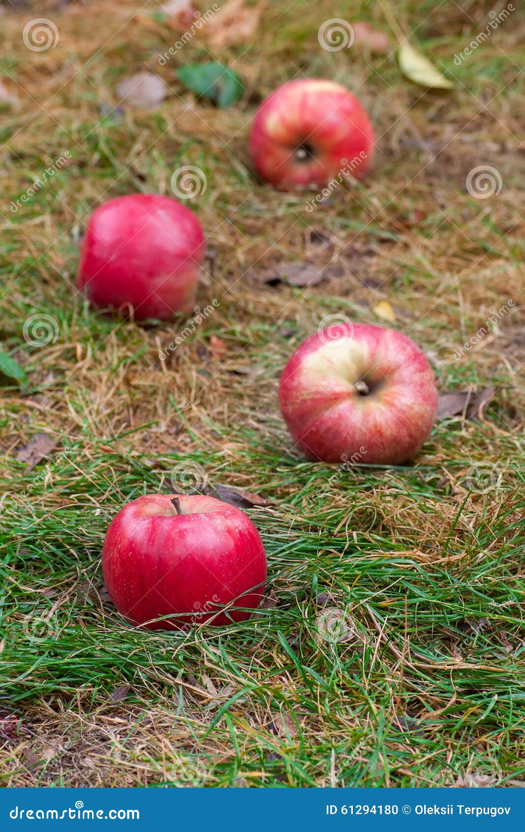 Scattering of the Apples on the Grass Stock Photo - Image of scattered ...