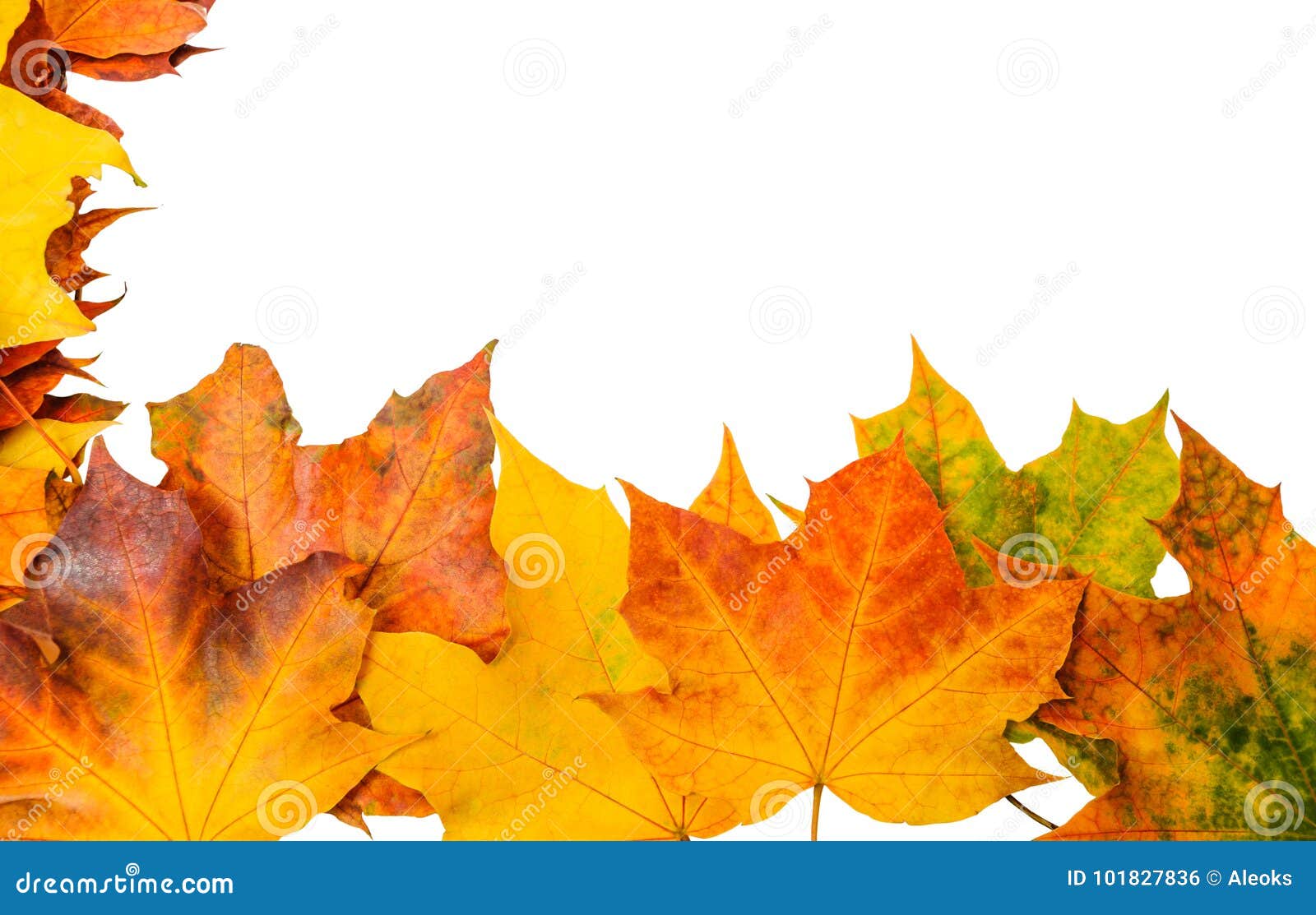 A Scattering of Beautiful Fallen Maple Leaves . the Basis for Design ...