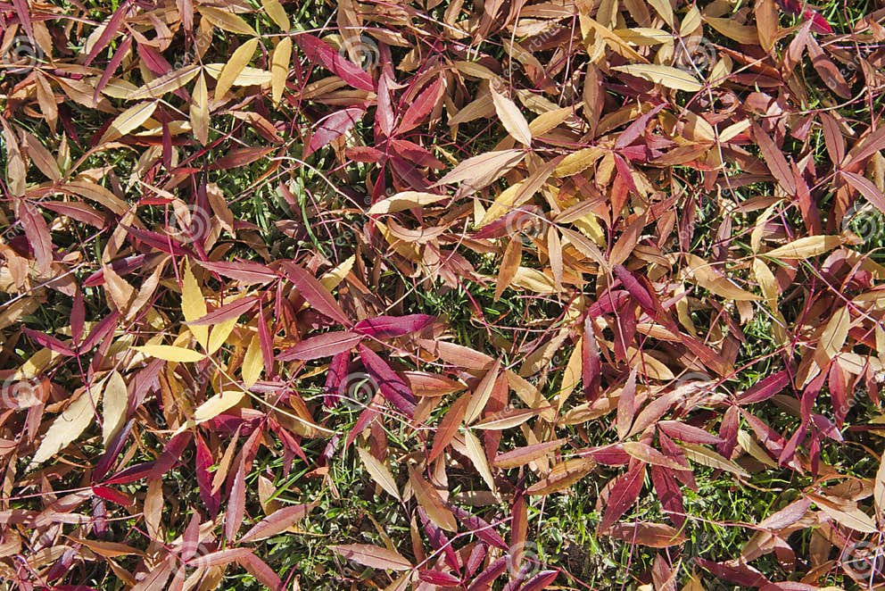 Scattering of Fallen Autumn or Fall Leaves on Grass Stock Image - Image ...