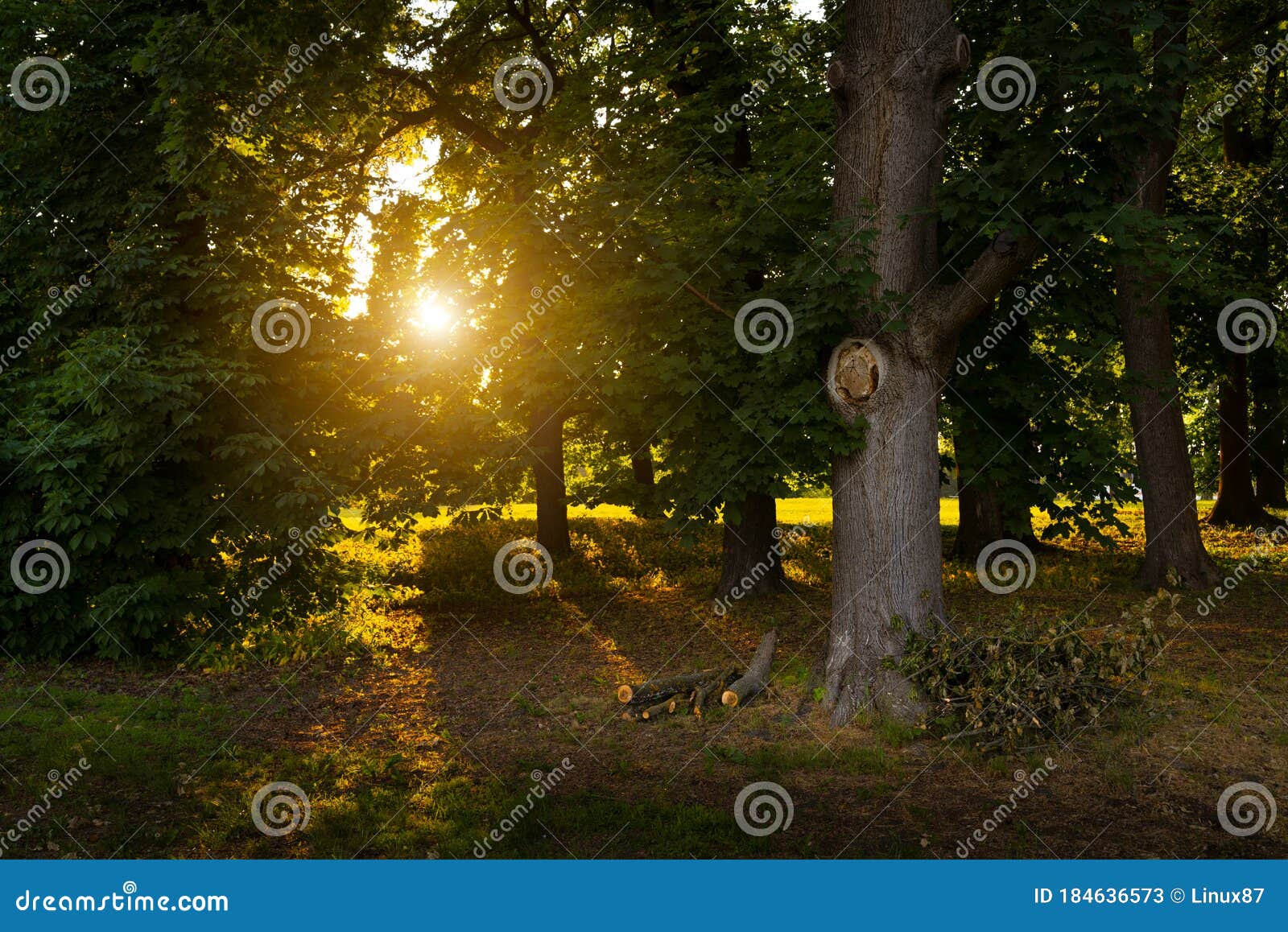 Scattering Light among the Trees Stock Image - Image of magical, forest ...