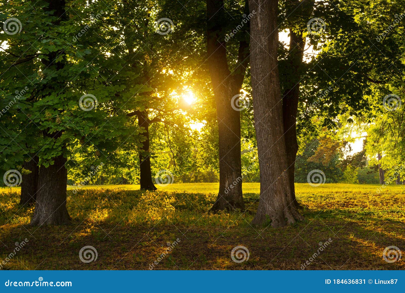 Scattering Light among the Trees Stock Image - Image of light ...