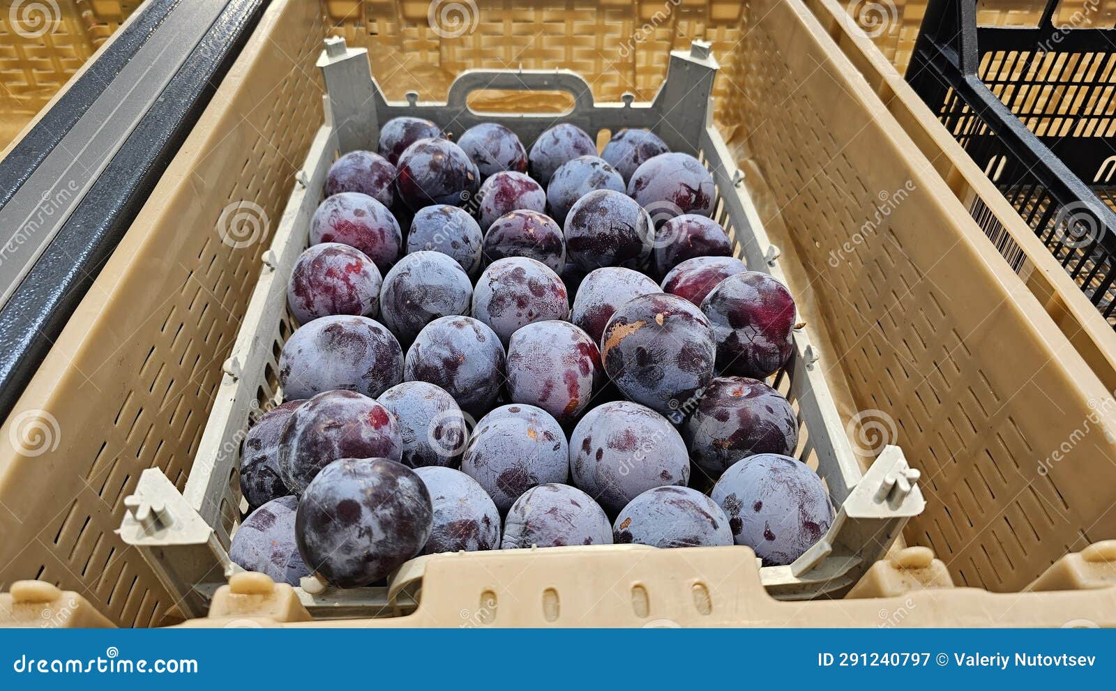 A Scattering of Plums on the Counter of a Vegetable Store. Stock Image ...