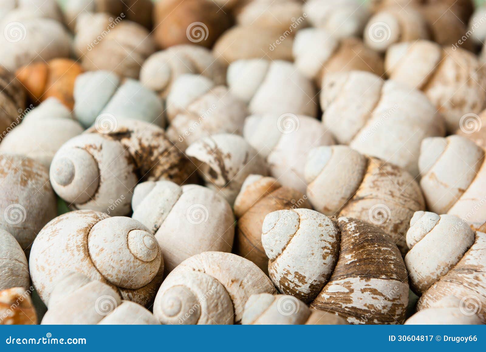 Scattering of River Shells with Small Depth of Field Stock Image ...