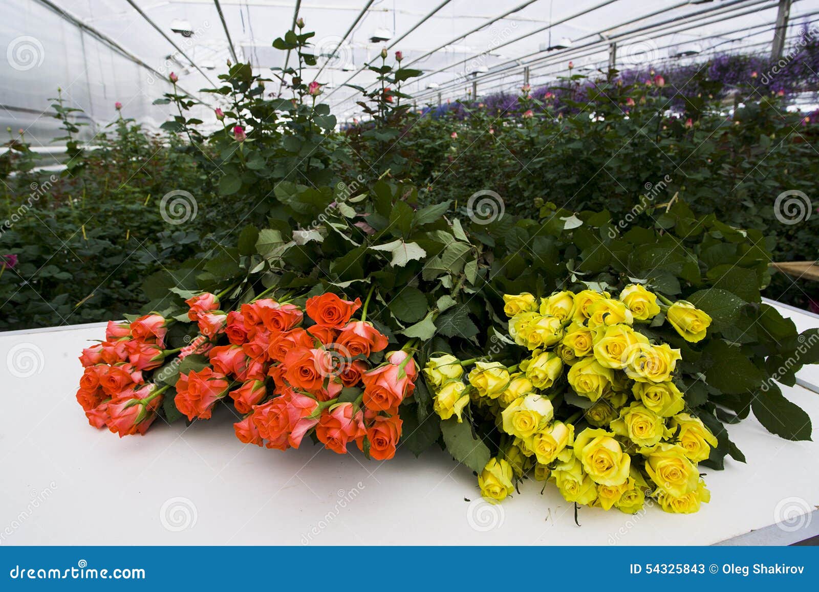 Scattering of rose stock image. Image of nature, twigs - 54325843