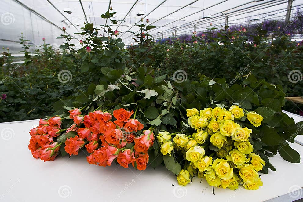 Scattering of rose stock image. Image of nature, twigs - 54325843