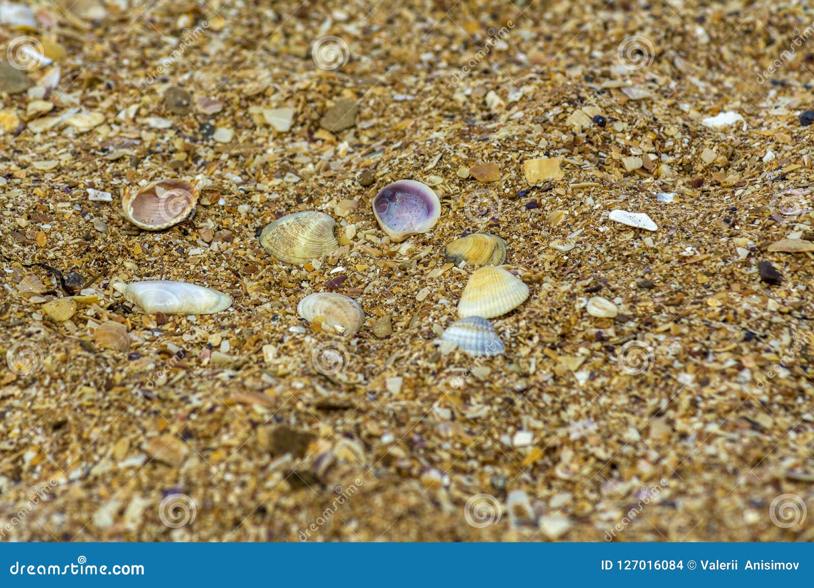 A Scattering of Sea Shells on the Beach. Stock Photo - Image of beach ...