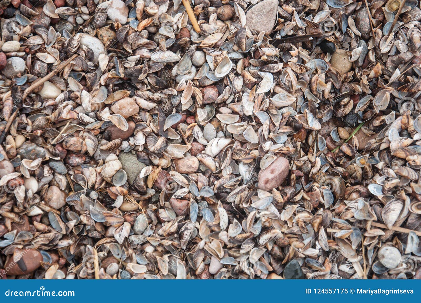 Scattering of Seashells on the Curonian Spit Stock Image - Image of ...