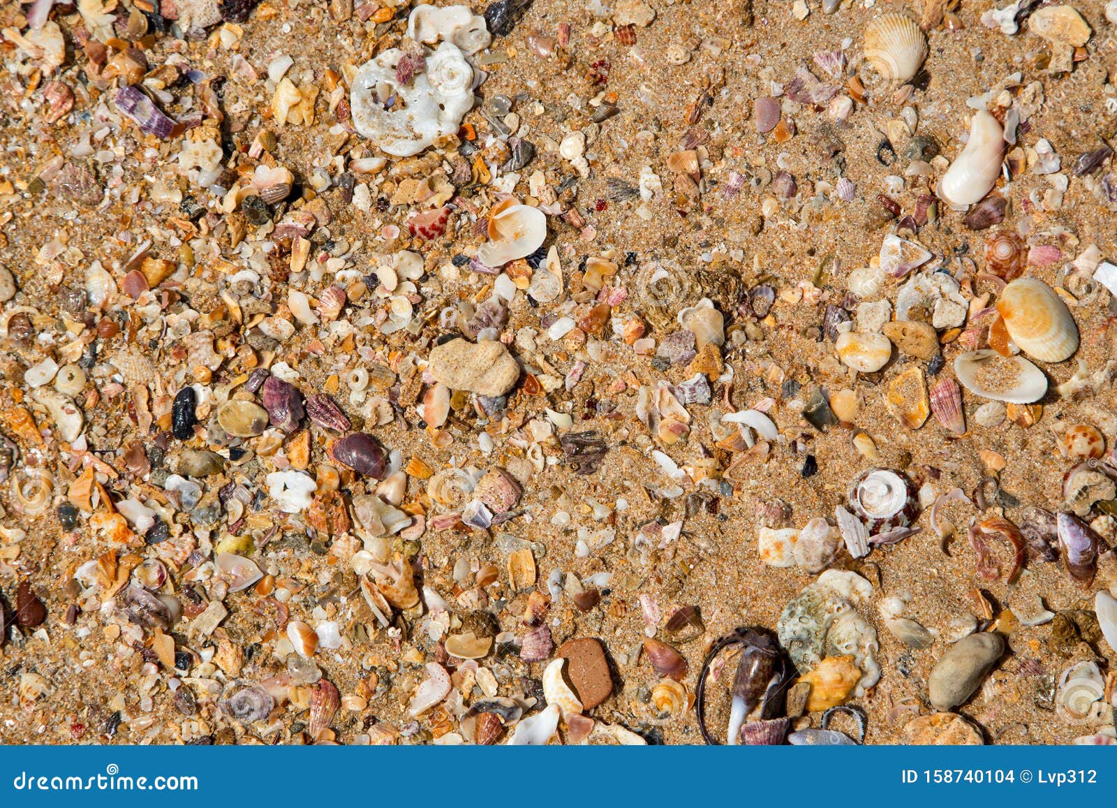 A Scattering of Shells in the Sand on the Beach. Stock Photo - Image of ...