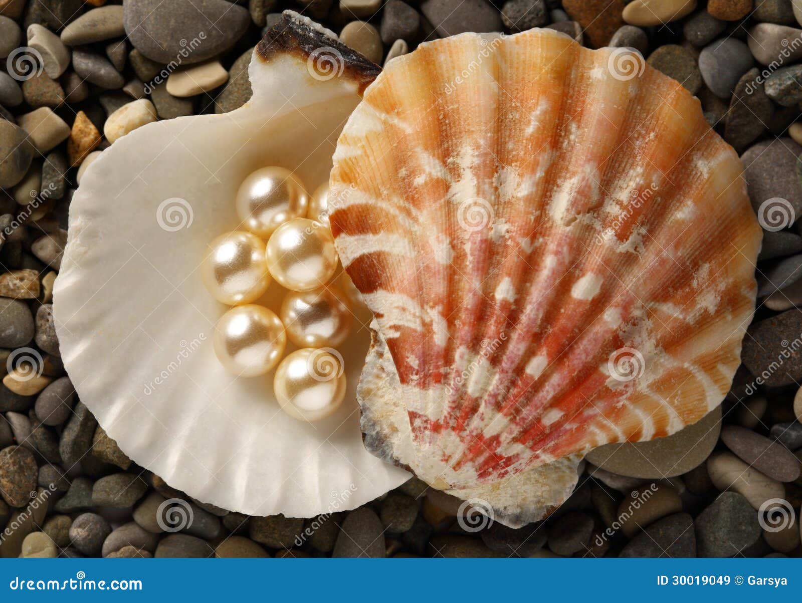White pearls in seashell stock image. Image of beach - 30019049
