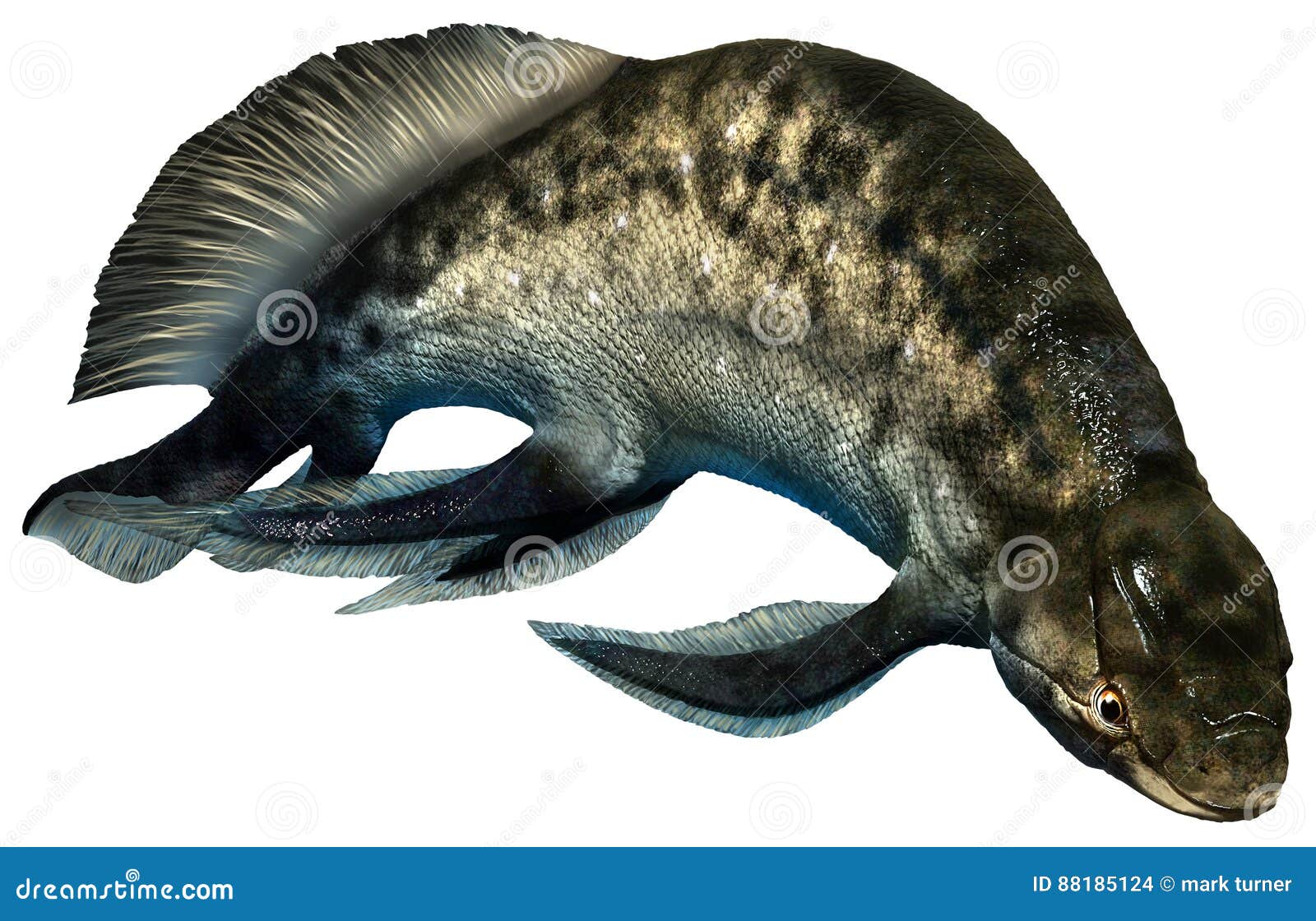 Scaumenacia 库存例证. 插画 包括有 海洋, 耳垂, 绝种, 泥盆纪, 史前, 肺鱼, 有鳍 - 88185124