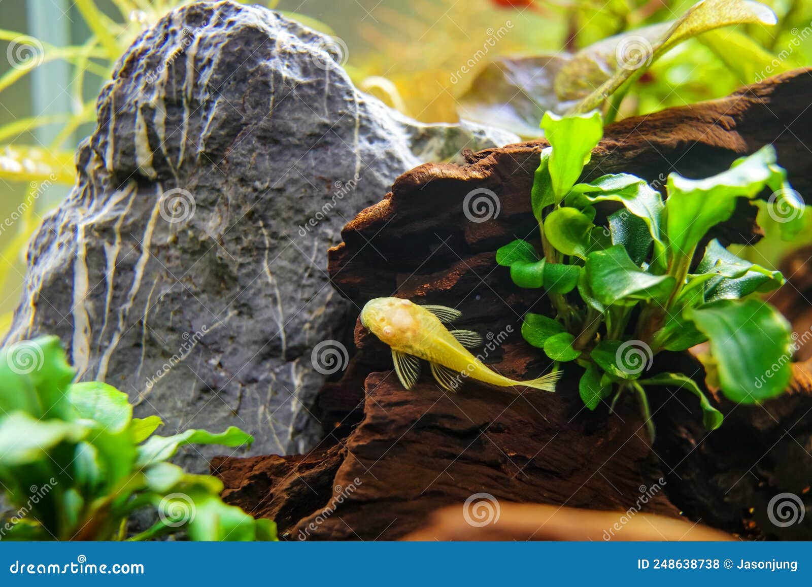 Scavenger Fish in Bottom of Fish Tank Stock Photo - Image of white ...