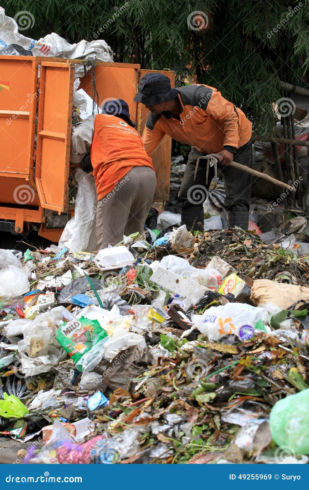 Scavenger editorial stock image. Image of landfills, sorting - 49255969