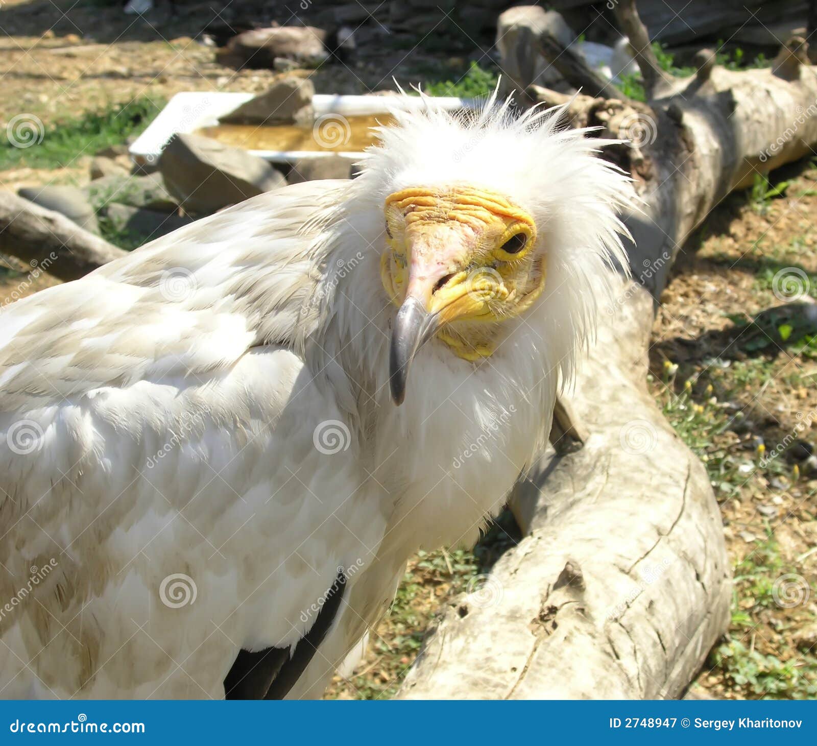 Scavenger vulture stock image. Image of feathers, yellow - 2748947