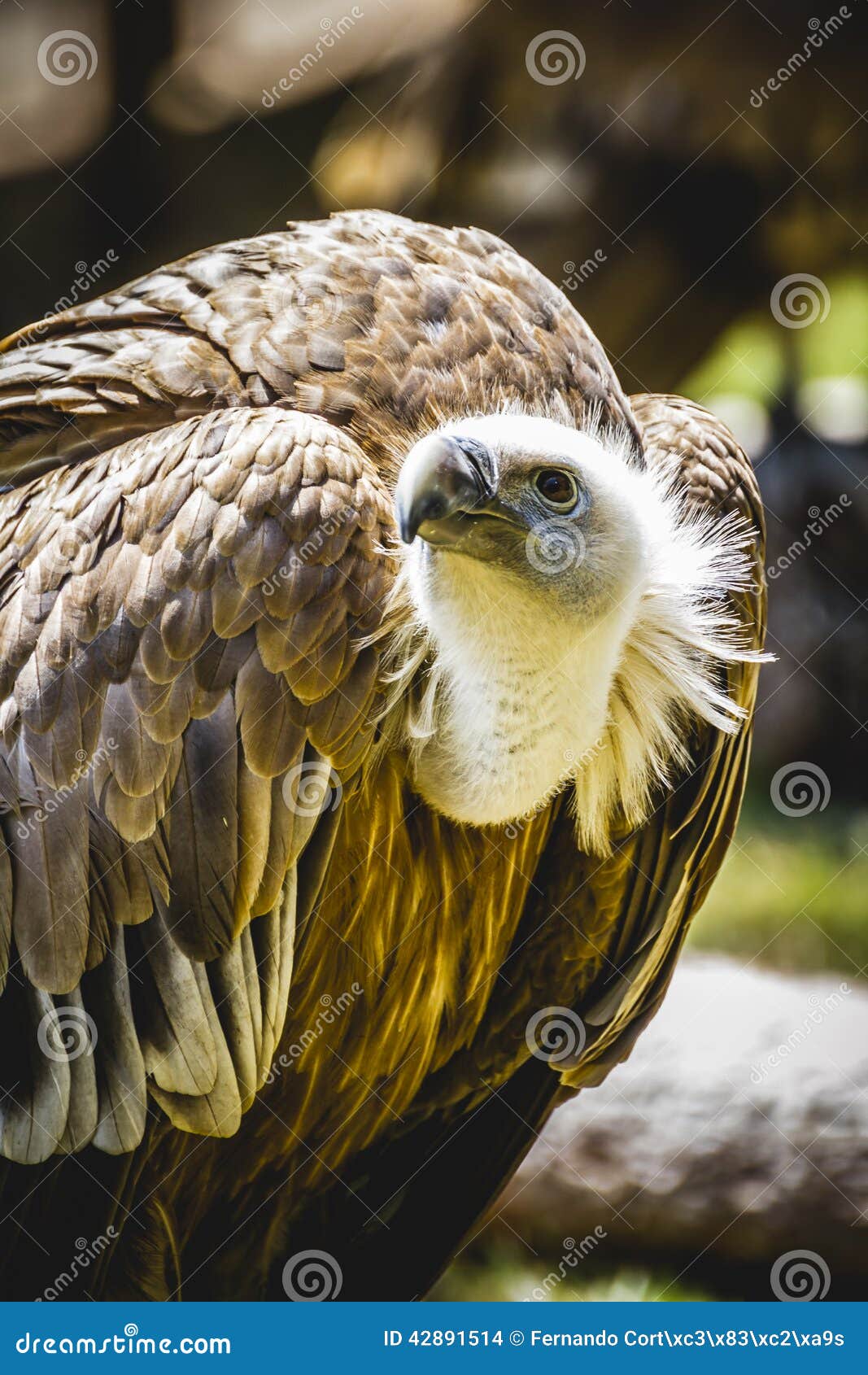Scavenger Vulture Resting on a Branch Stock Photo - Image of close ...