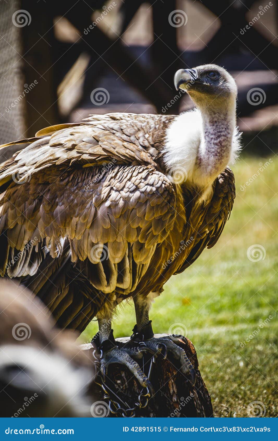 Scavenger Vulture Resting on a Branch Stock Image - Image of feather ...
